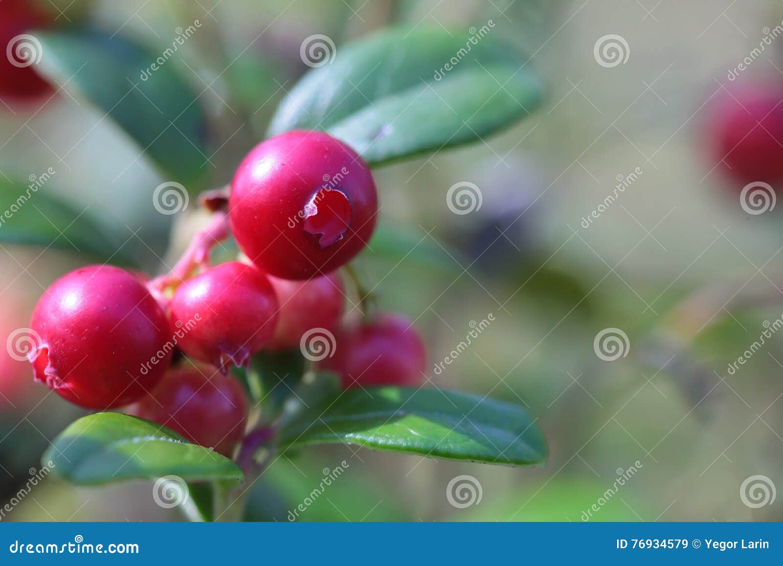 Wild Lingonberries in a Forest Closeup Stock Image - Image of leaf ...