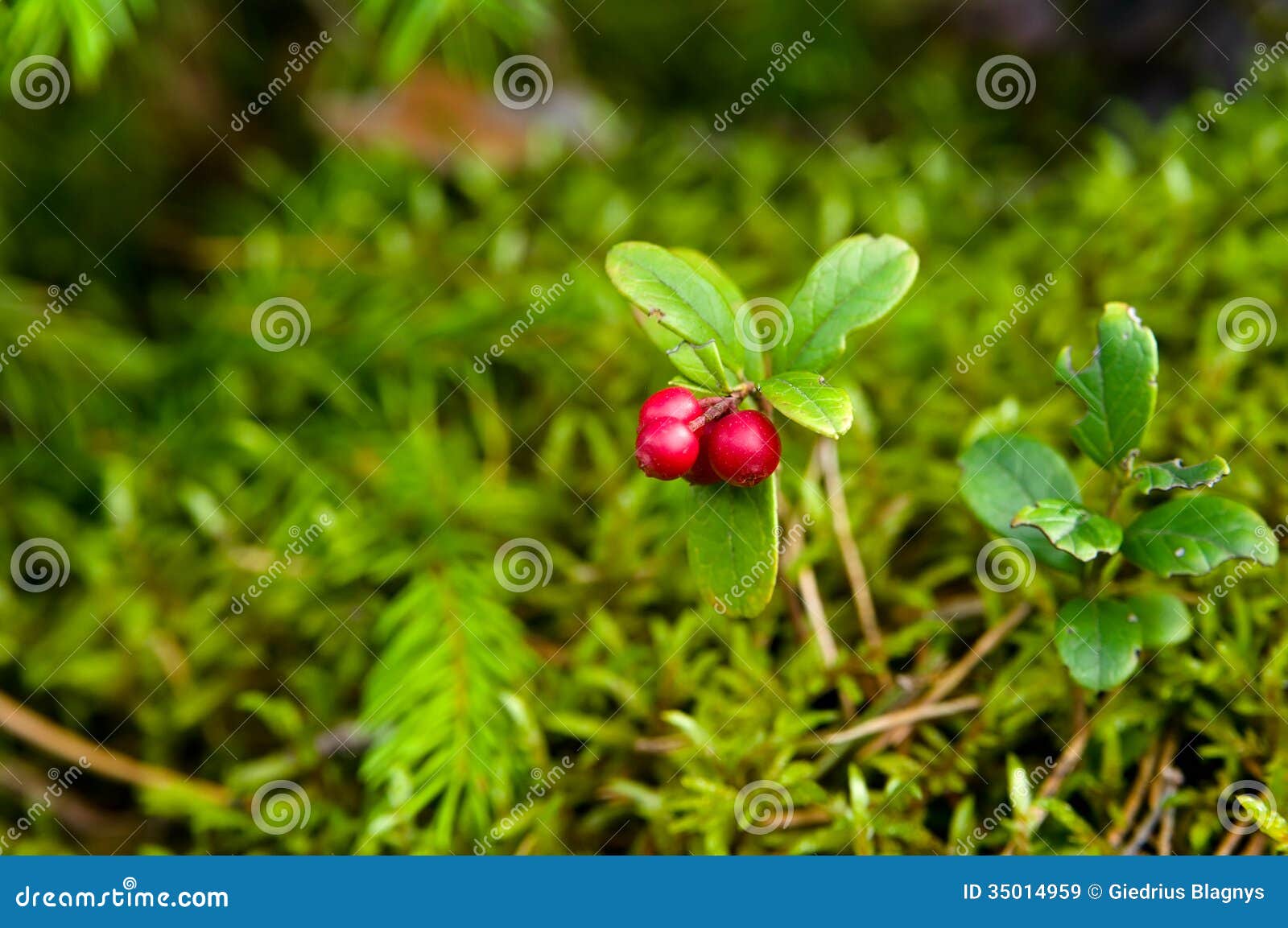 Wild Lingonberry (cowberry) Stock Image - Image of summer, health: 35014959