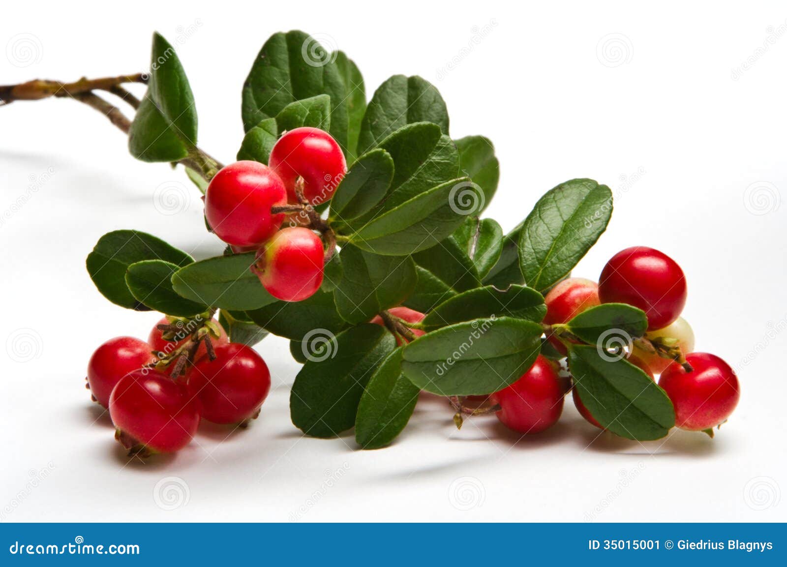 Wild Lingonberry (cowberry) Stock Image - Image of sweet, cowberry ...