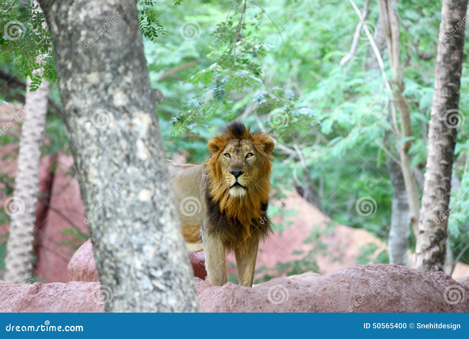 Wild lion stock photo. Image of buffalo, feline, leader - 50565400