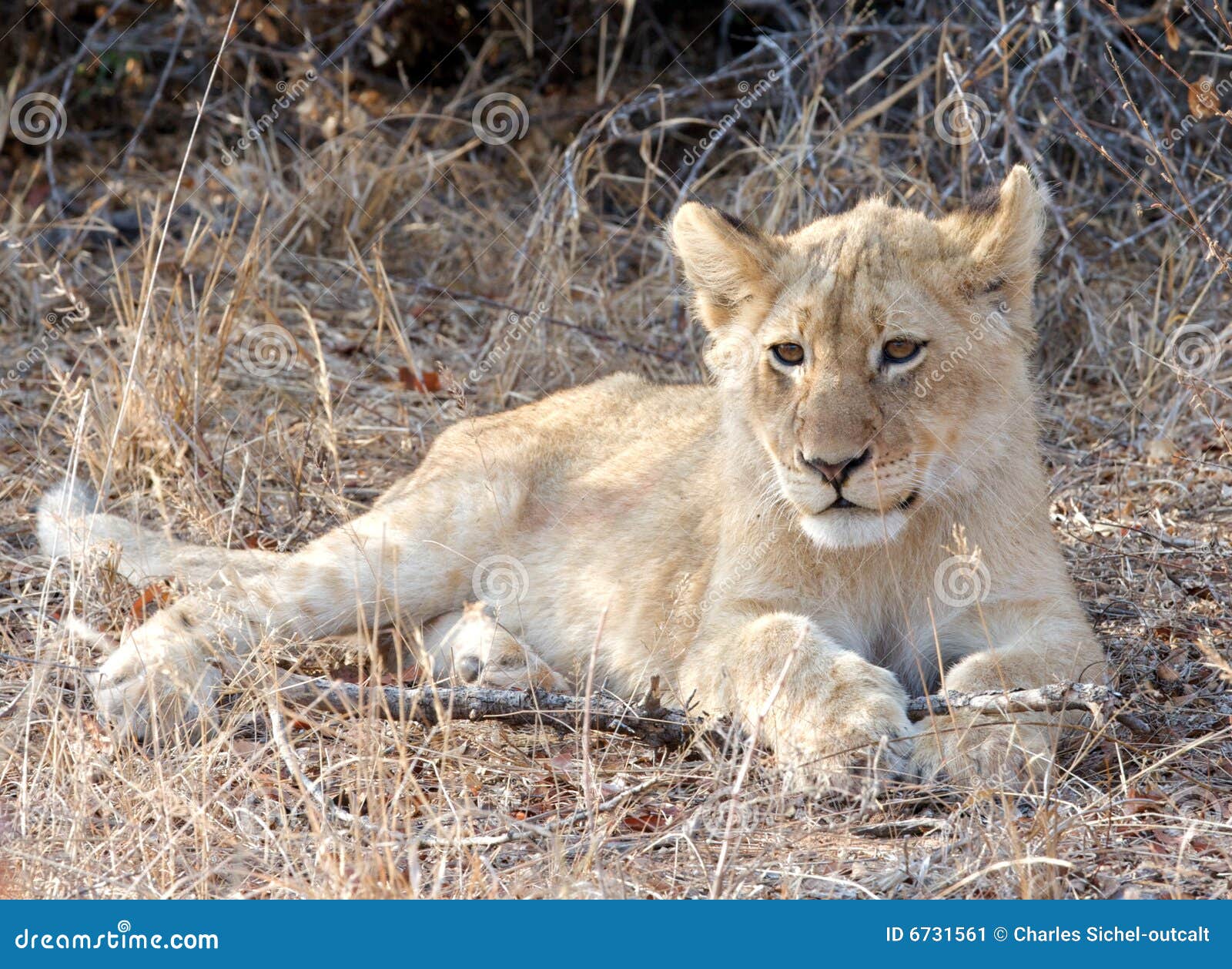 Wild Lion Cub stock image. Image of offspring, jungle - 6731561