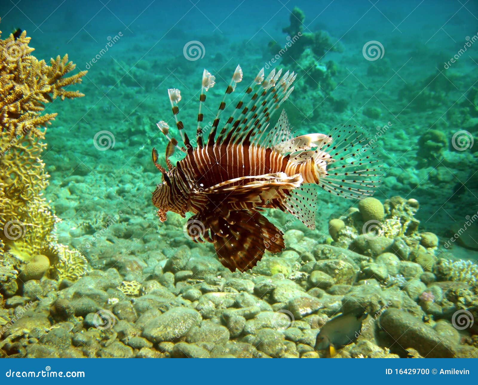 Wild lion fish stock photo. Image of underwater, center - 16429700