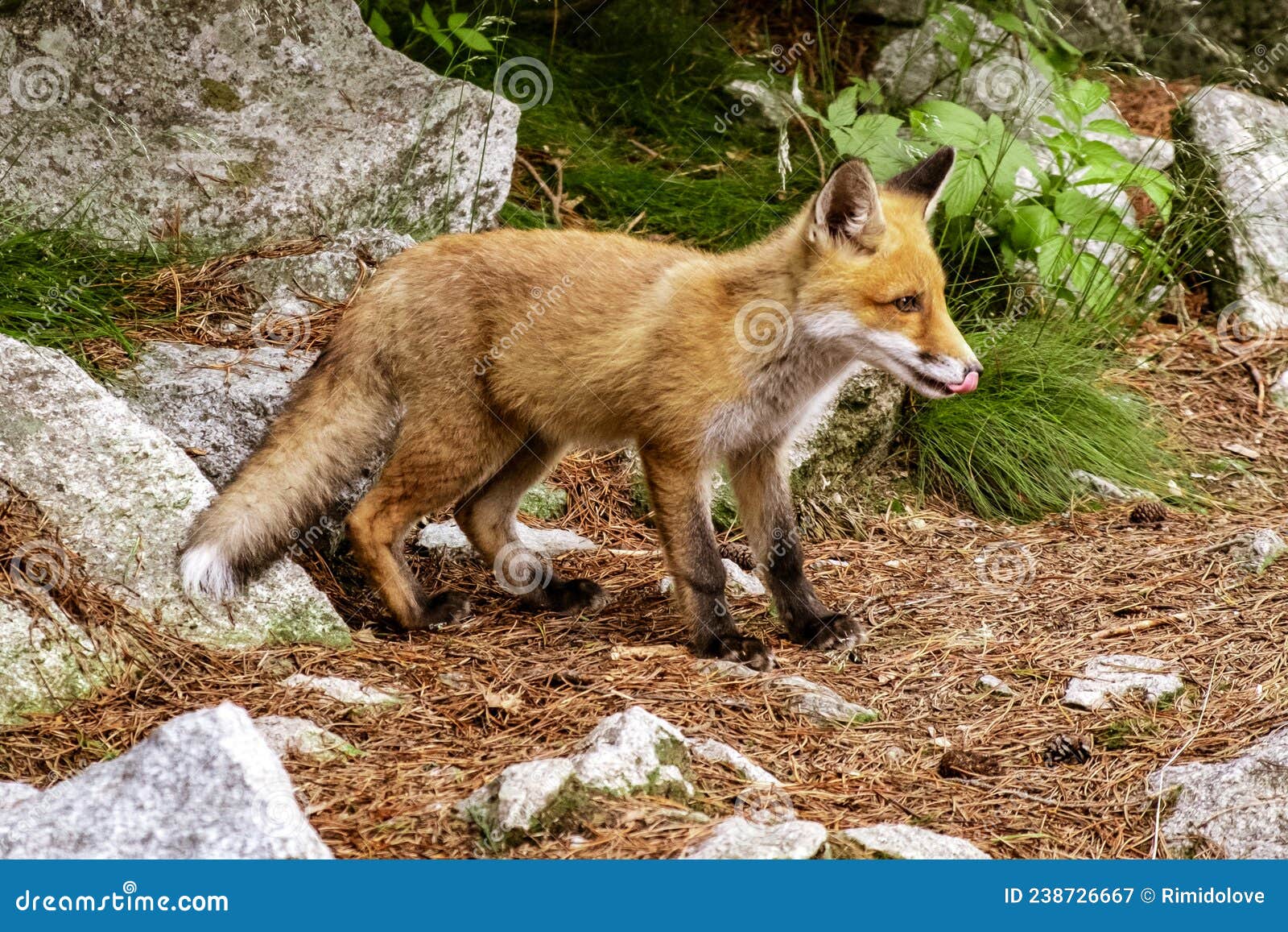 Wild Little Fox in Natural Environment in the Forest Stock Image ...