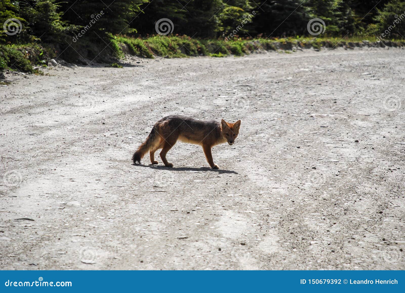 A Wild Little Grey and Red Fox Walking and Looking at Stock Photo ...