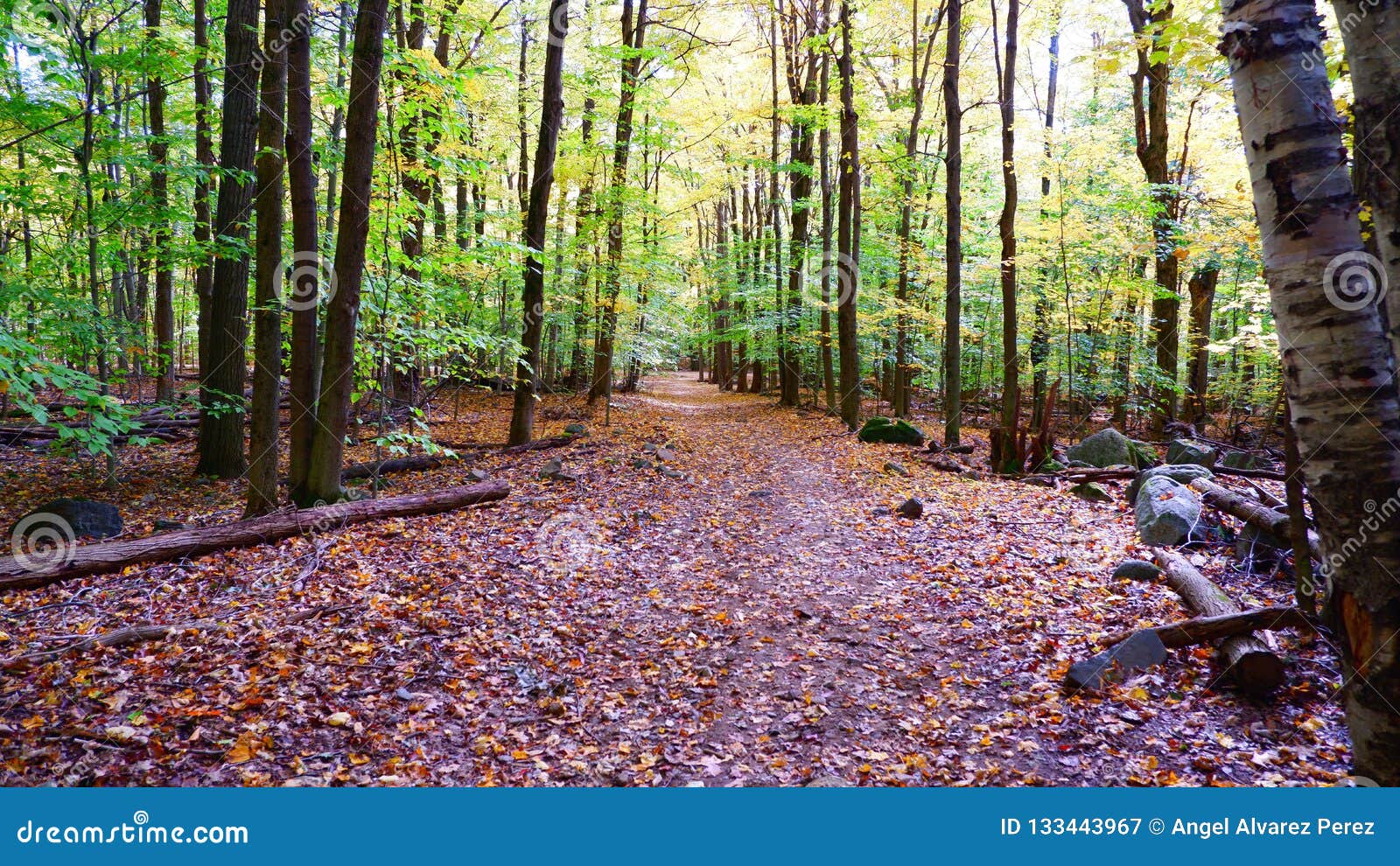 Little path in the forest stock image. Image of environment - 133443967