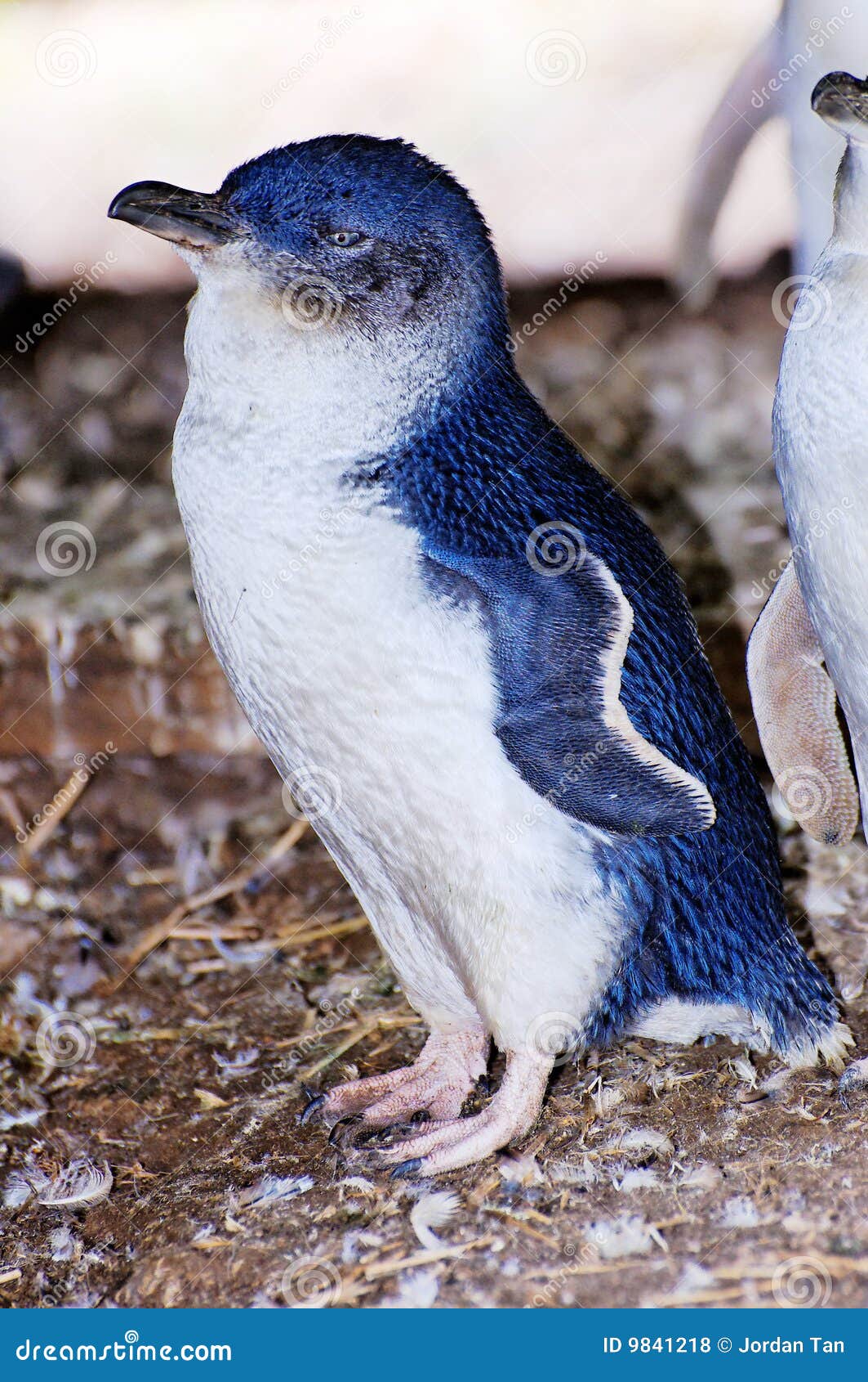 Wild little penguin stock photo. Image of wild, nobbies - 9841218