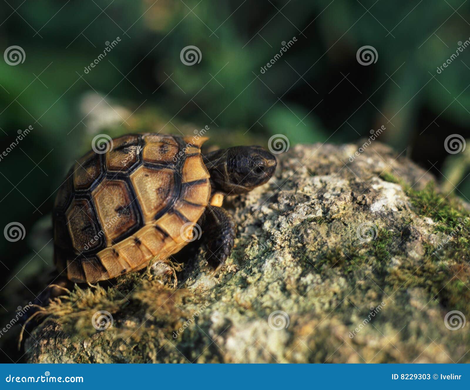 The Little Turtle Is Staring At The Camera, Thai Turtle Royalty-Free ...