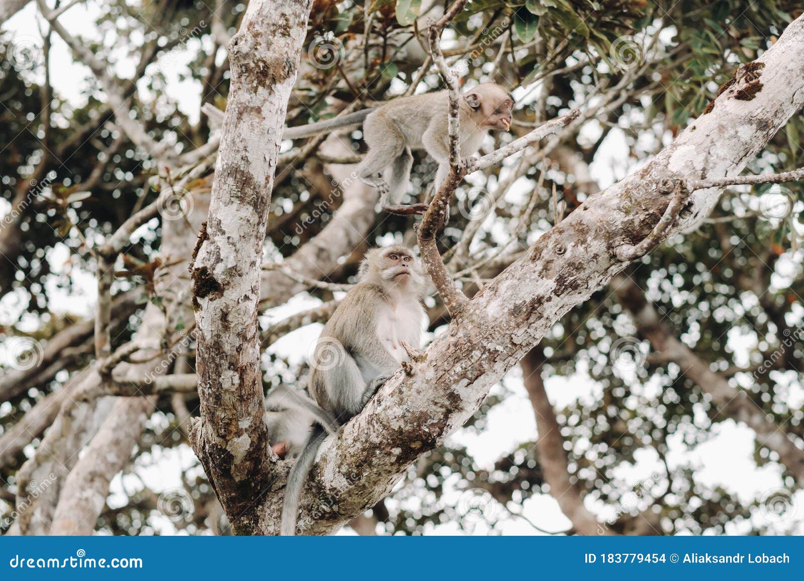 A Wild Live Monkey Sits on a Tree on the Island of Mauritius.Monkeys in ...