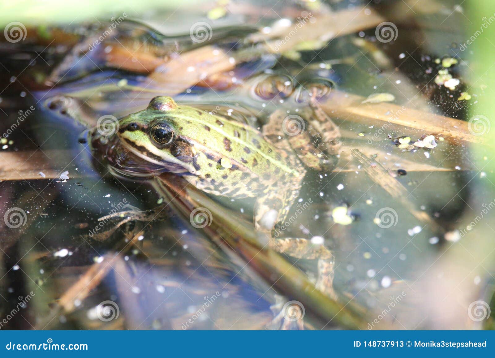 Wild Living Frog in a Water Stock Image - Image of wildlife, nature ...