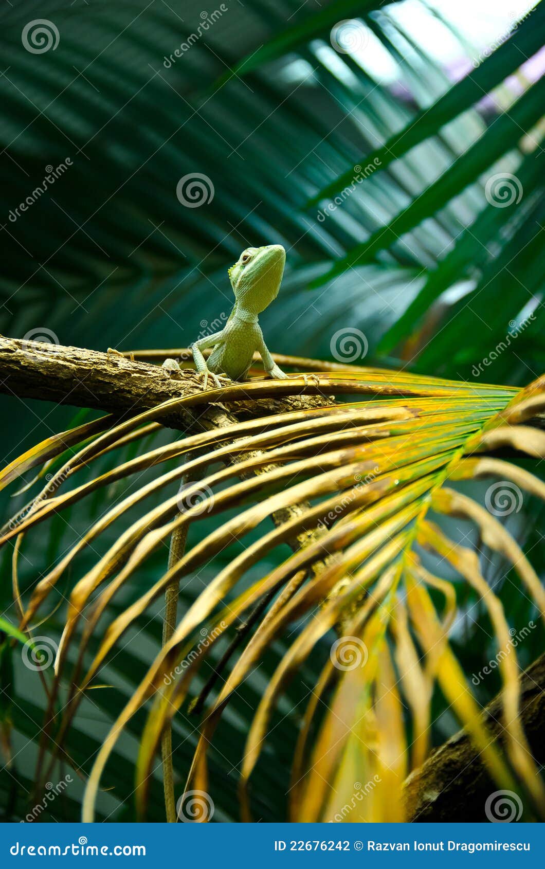 Wild Lizard stock photo. Image of fauna, nature, look - 22676242