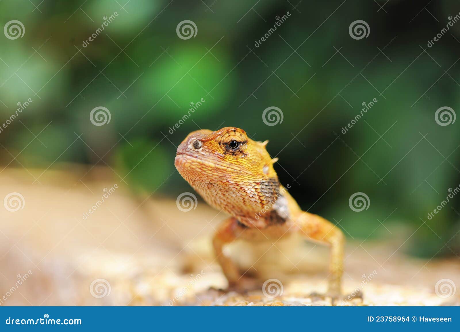 Wild lizard stock photo. Image of skin, thai, chameleon - 23758964