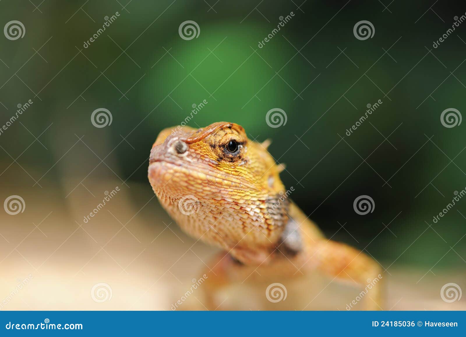 Wild lizard stock photo. Image of species, details, head - 24185036