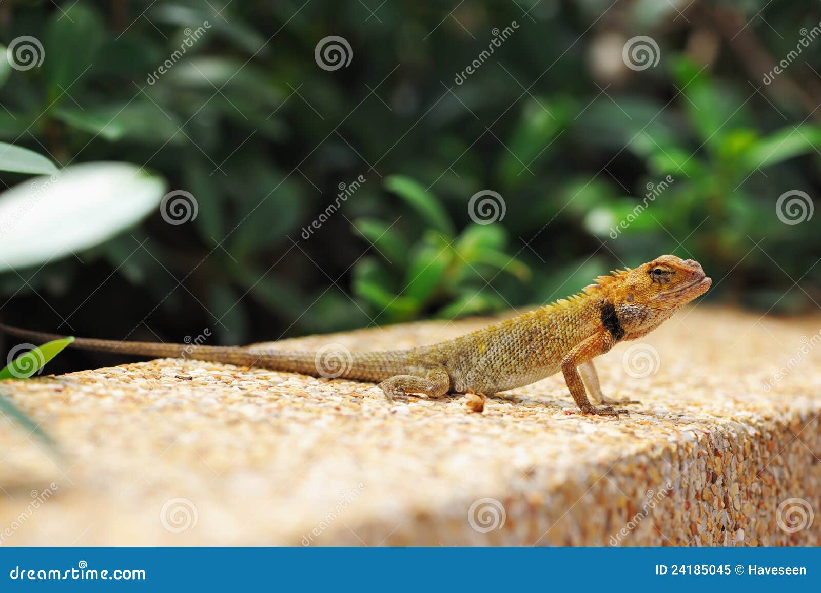 Wild lizard stock image. Image of dragon, head, basilisk - 24185045