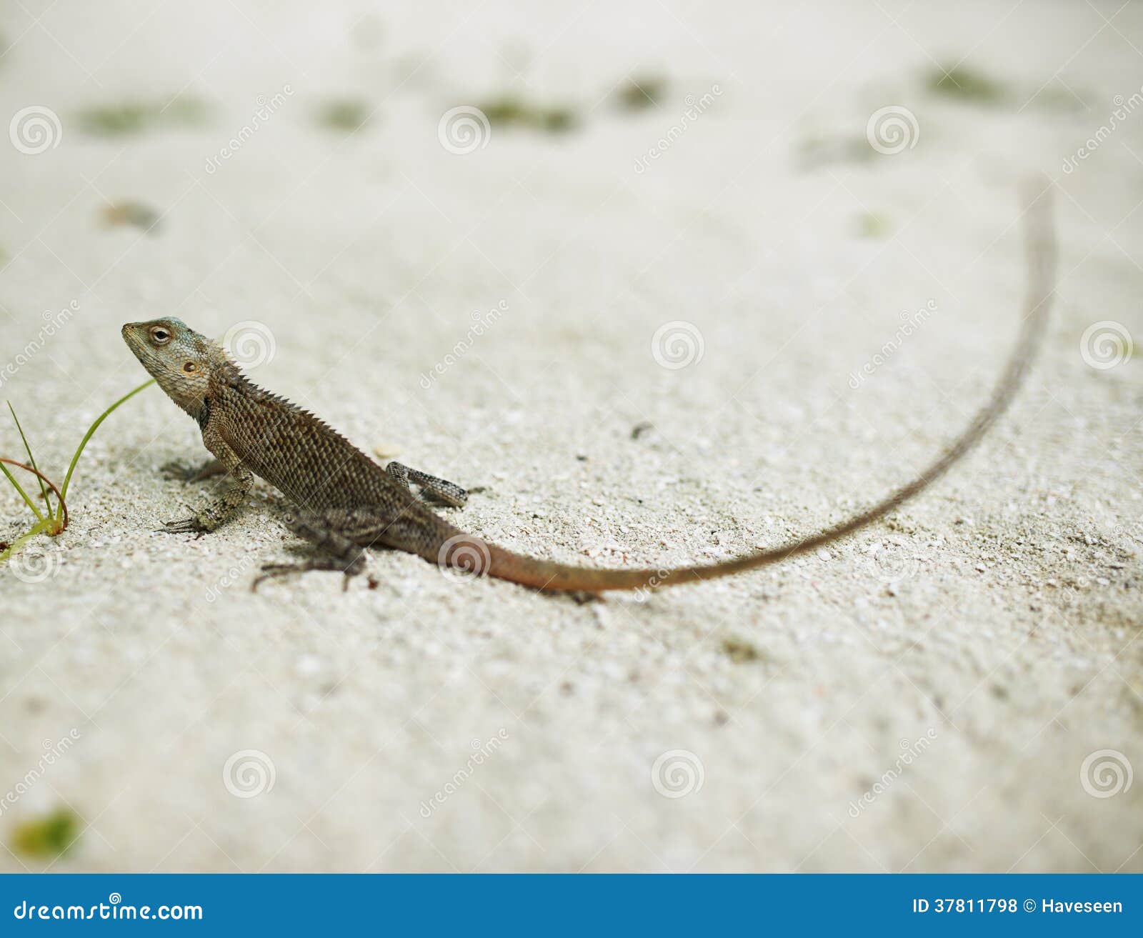 Wild lizard stock photo. Image of reptile, wild, skin - 37811798