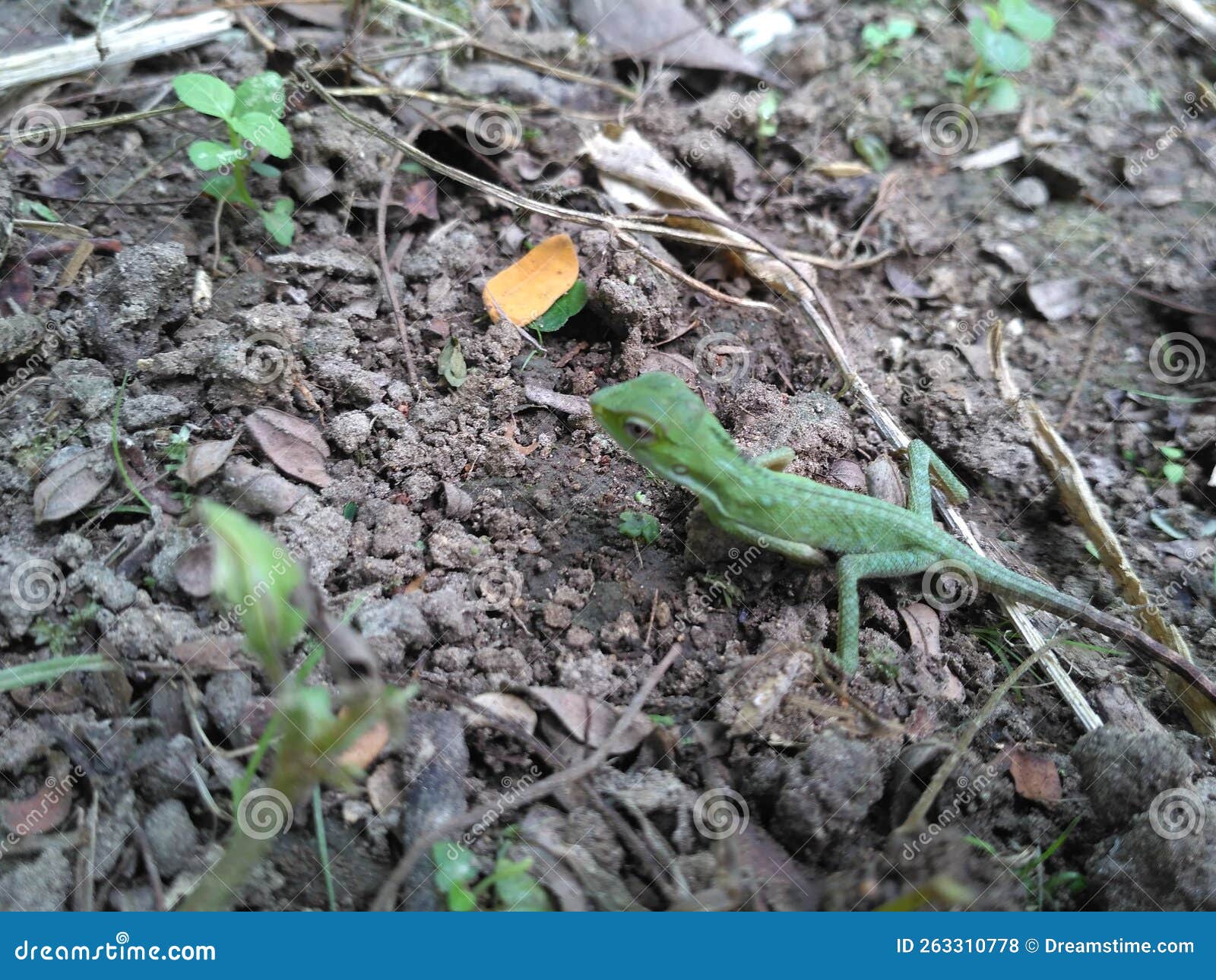 Wild Lizard in Action Camera Stock Photo - Image of action, camera ...