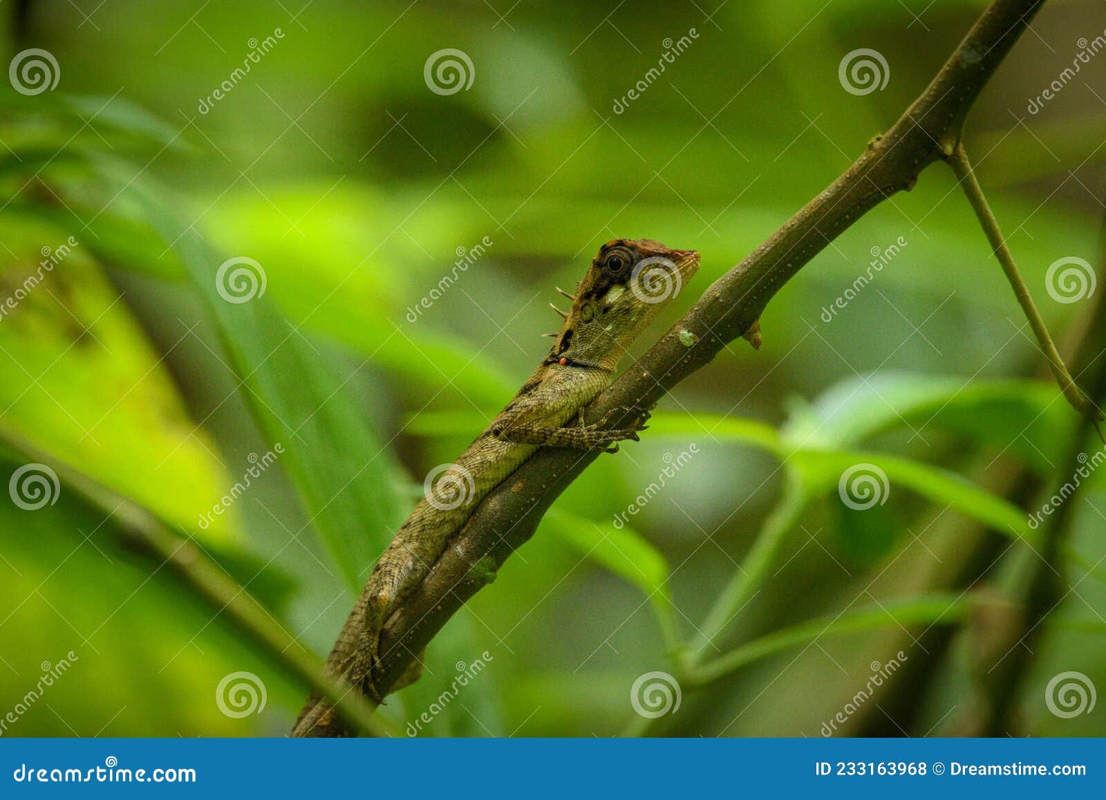 Arippa Stock Photos - Free & Royalty-Free Stock Photos from Dreamstime