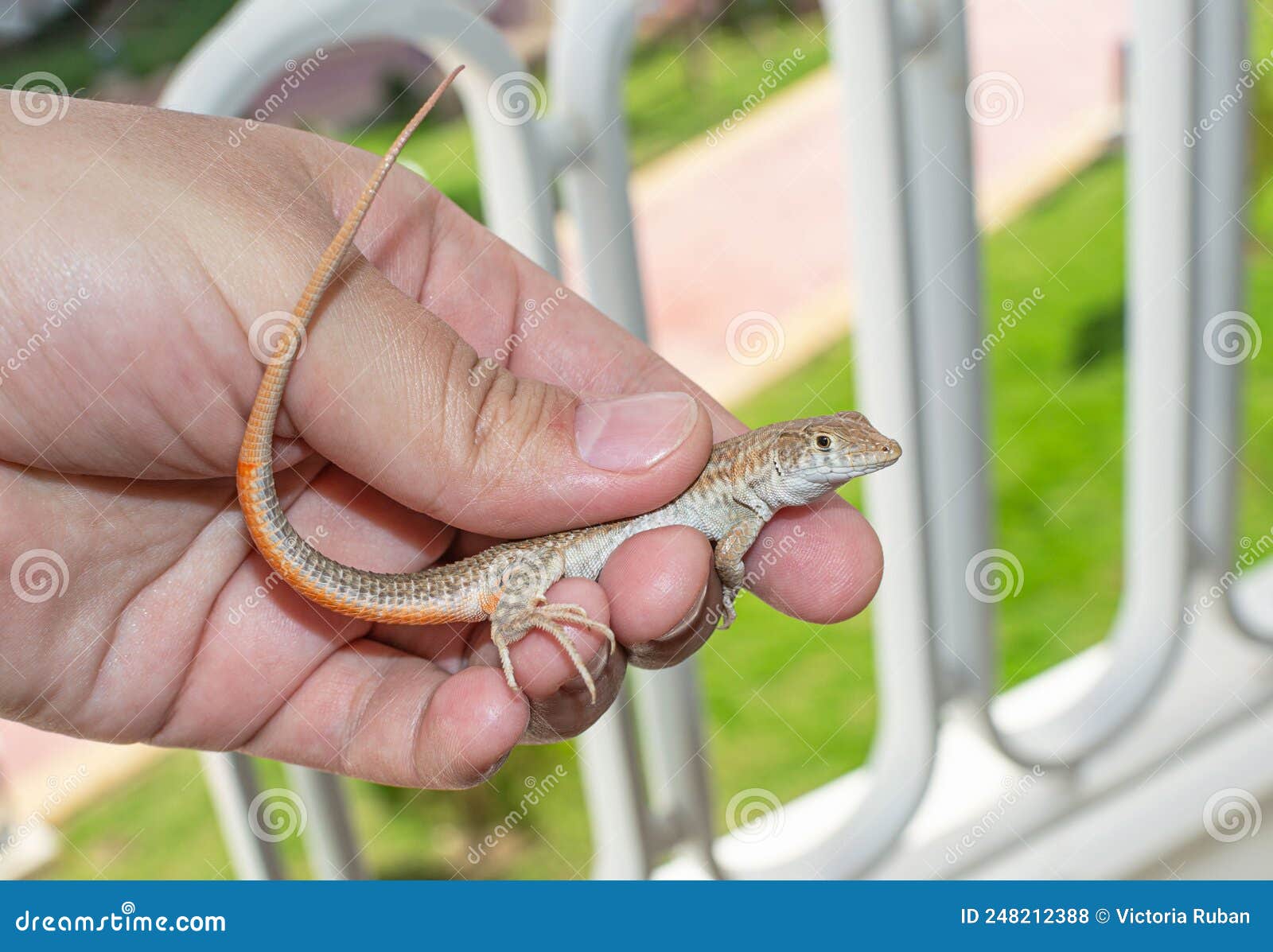 Wild Lizard in Hand, Caught on the Beach Stock Photo - Image of travel ...