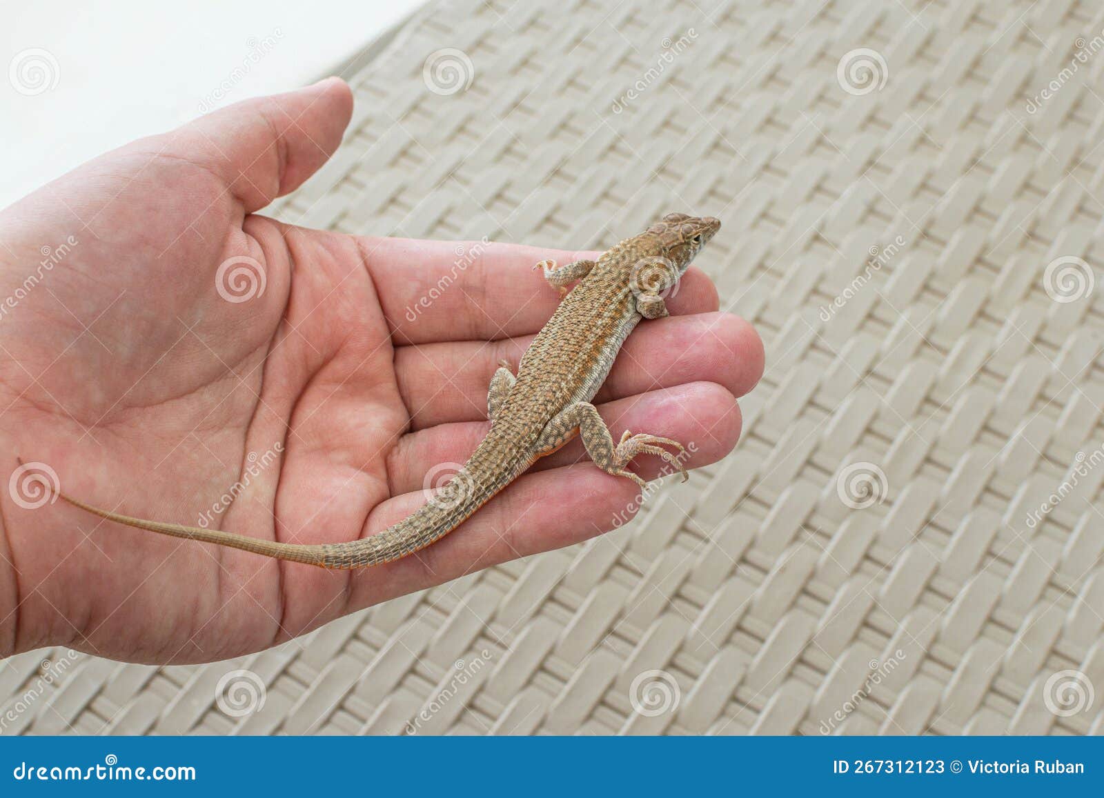 Wild Lizard in Hand, Caught on the Beach Stock Image - Image of lizard ...