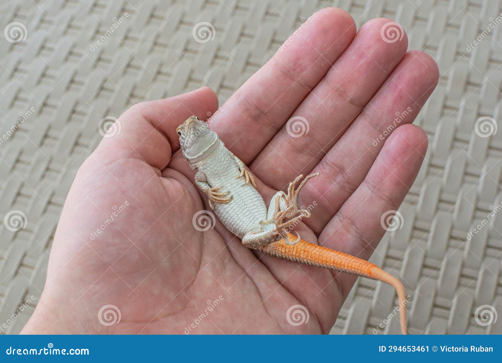 Wild lizard in hand stock image. Image of natural, camouflage - 294653461