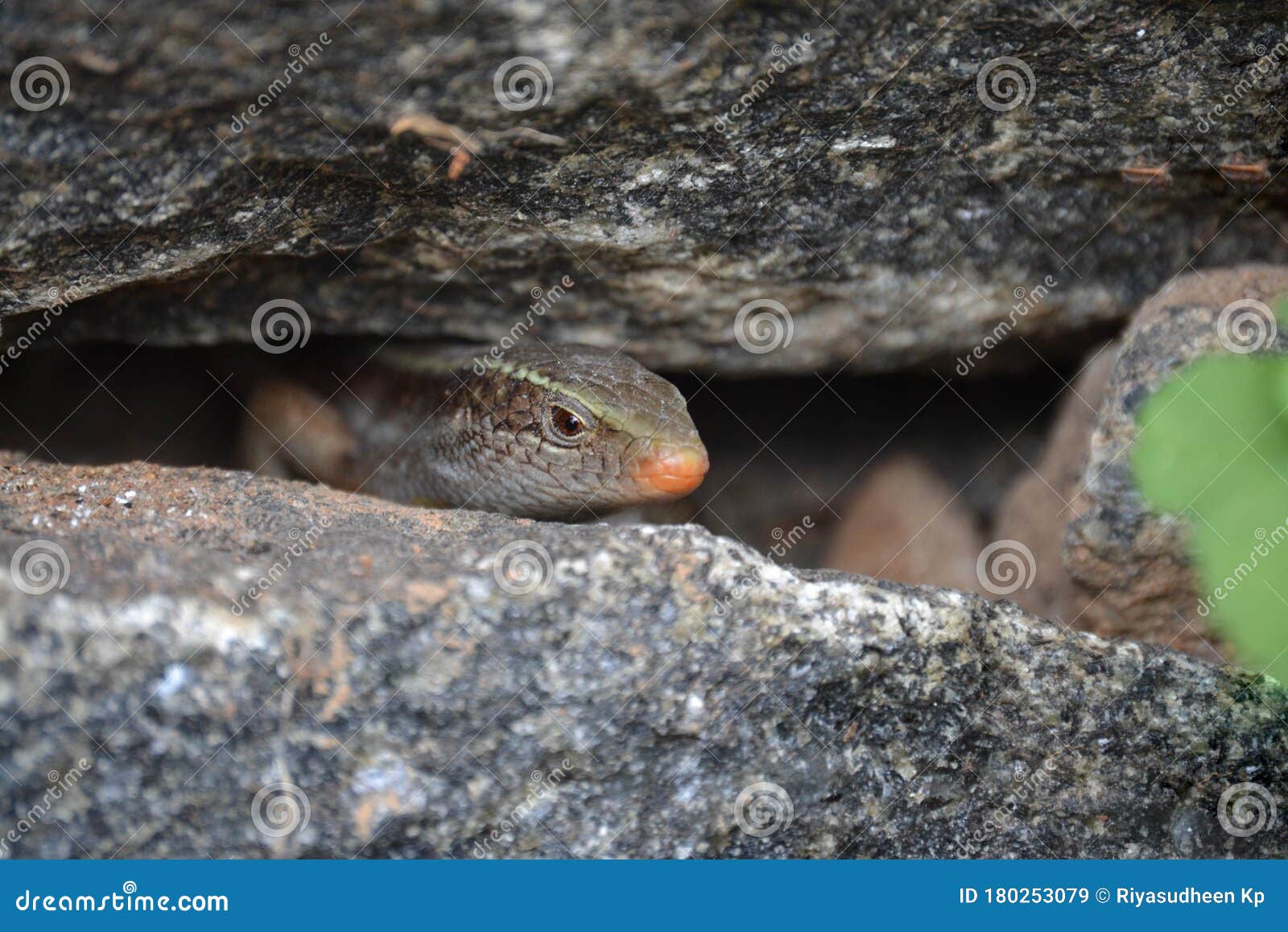 A Wild Lizard Looking through Rocks Stock Image - Image of desert ...