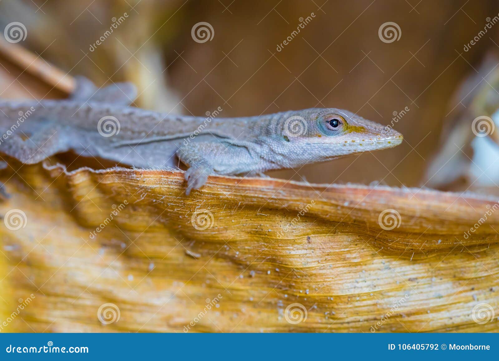 Lizard on Corn Husk stock photo. Image of macro, natural - 106405792