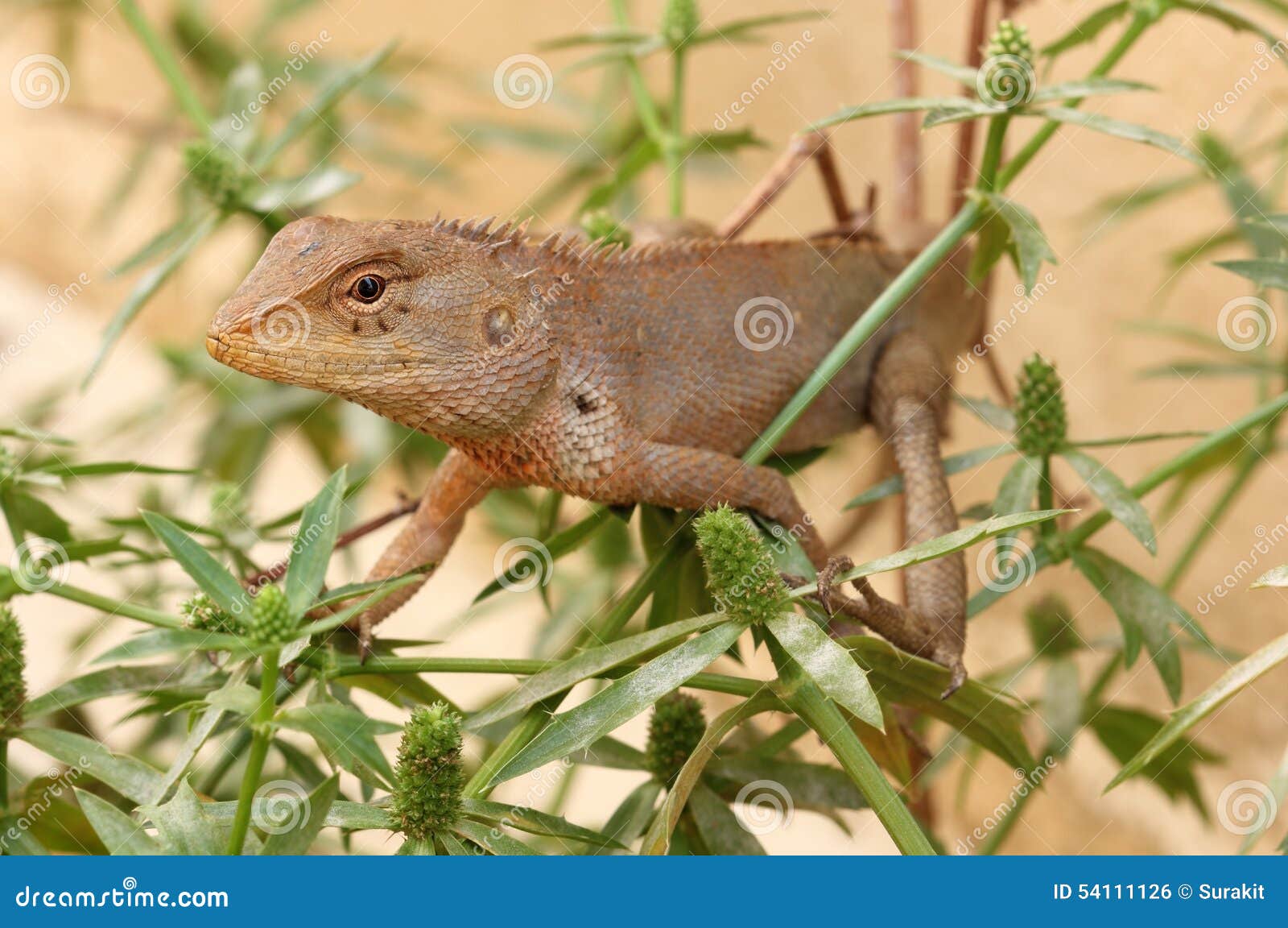 A Wild lizard in Thailand stock photo. Image of looking - 54111126