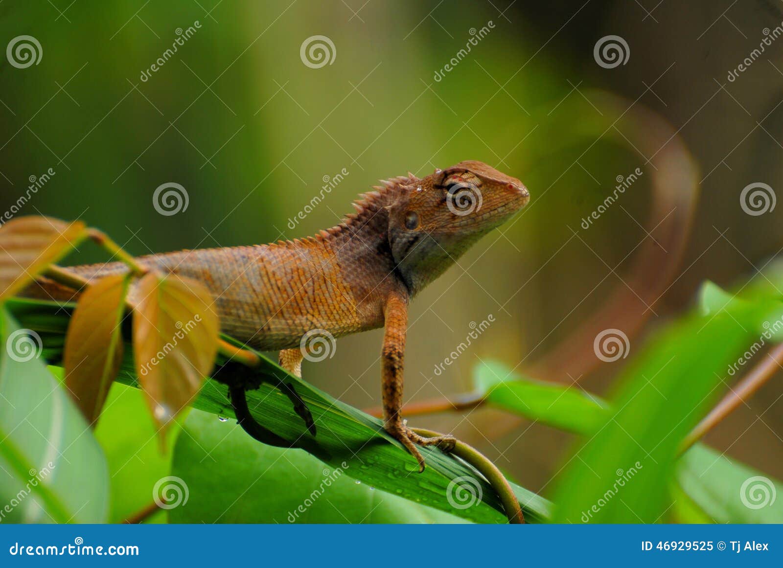 Wild lizard stock image. Image of reptile, tree, lizard - 46929525