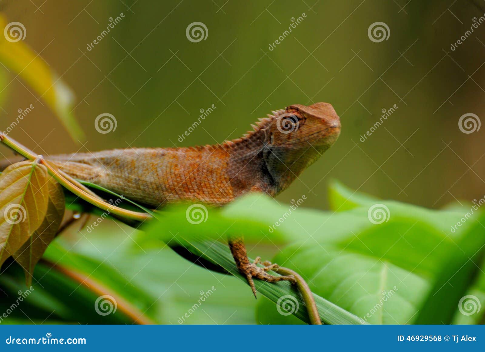 Wild lizard stock photo. Image of nature, jungle, reptile - 46929568
