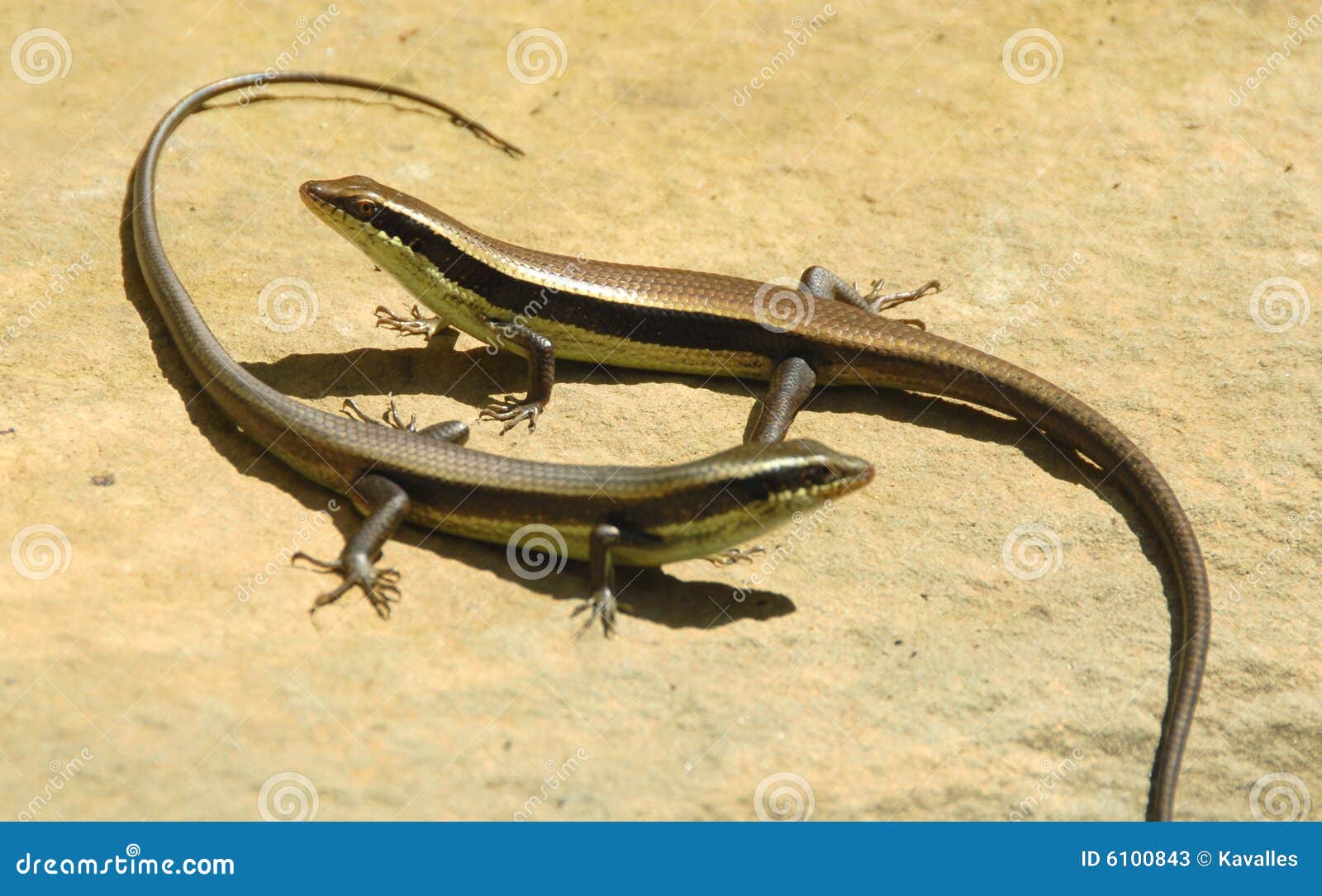 Wild Lizards Enjoy the Sun. Stock Image - Image of claws, endangered ...