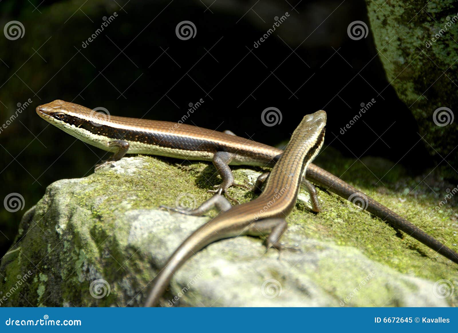 Wild Lizards Warming Up in the Sun Stock Image - Image of environmental ...