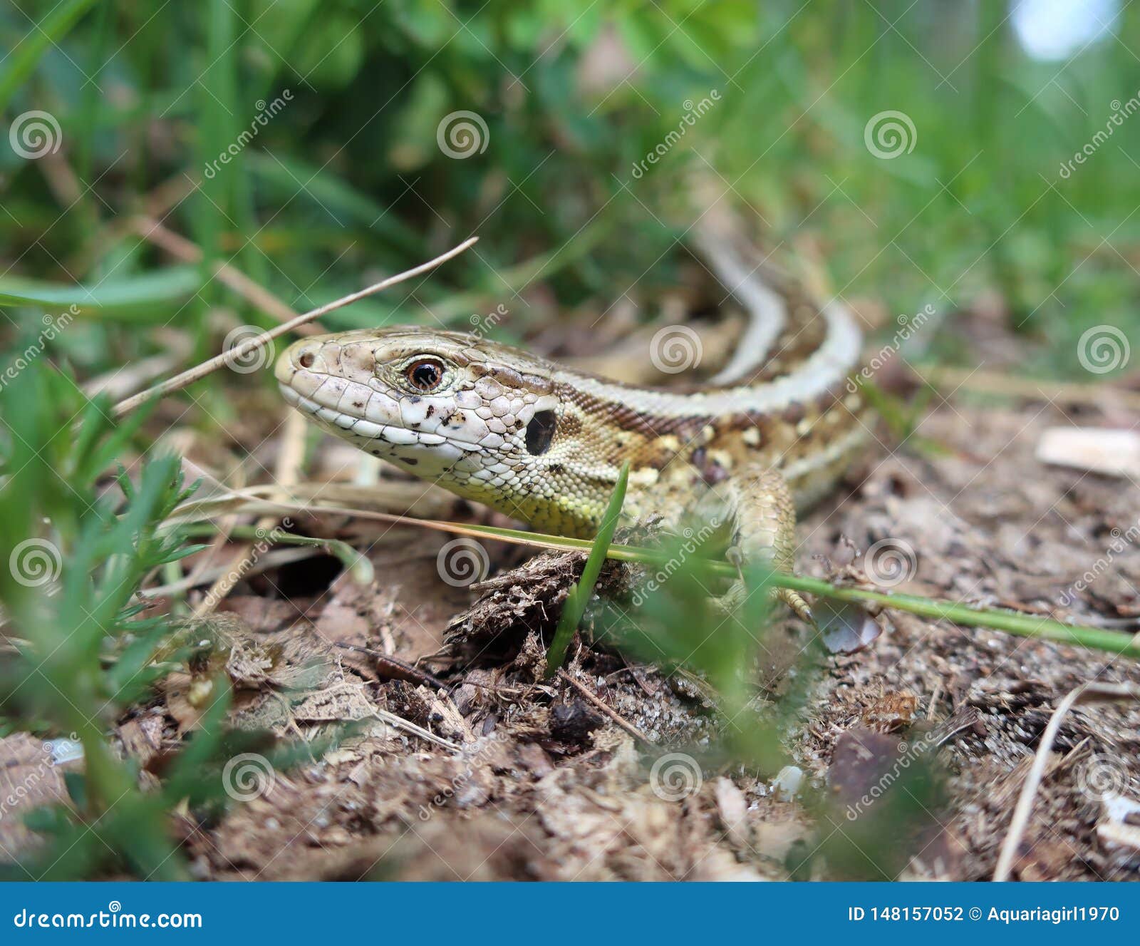 Wild lizzard in nature stock photo. Image of beauty - 148157052