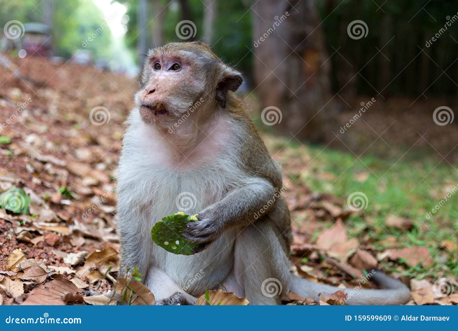 Wild Long Tail Macaque Monkey in the Forest of Cambodia Stock Image ...