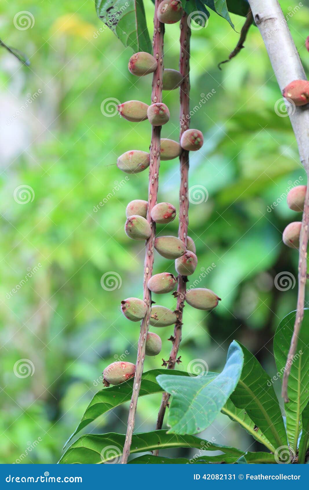 Wild loquat fruit stock image. Image of loquat, philippines - 42082131