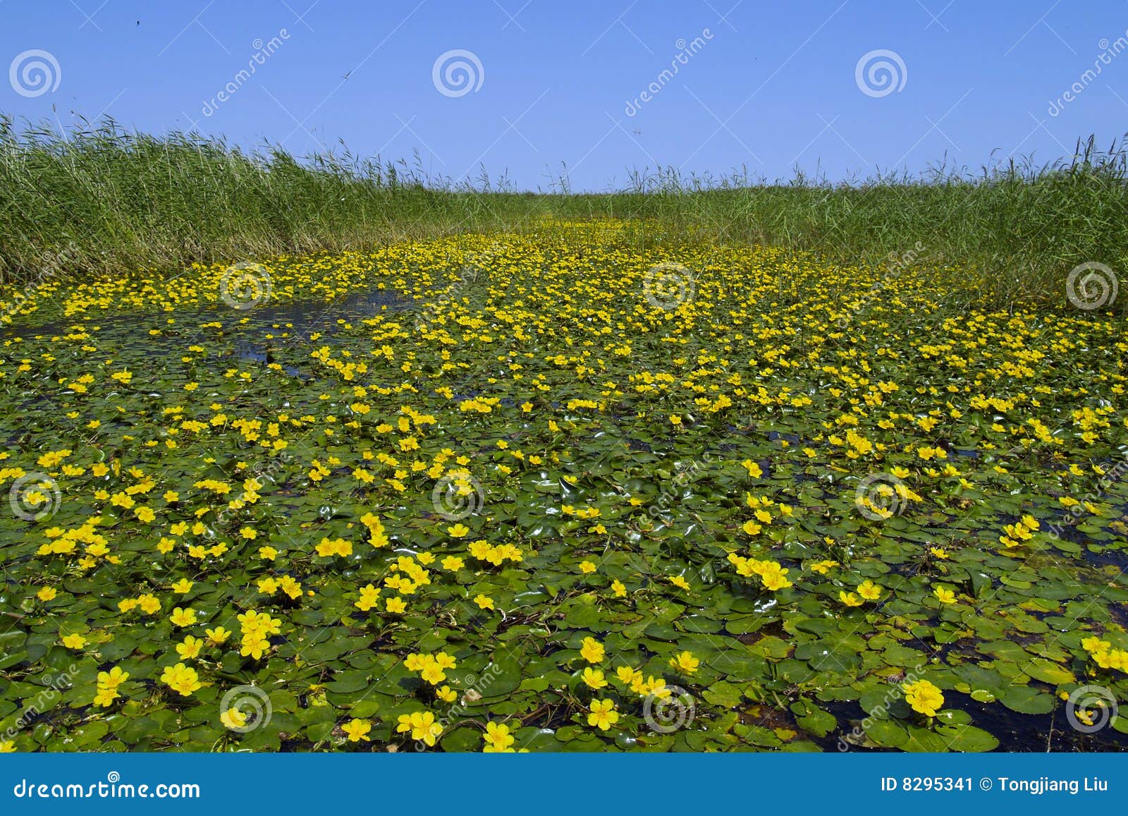 Wild lotus stock image. Image of china, asia, wetlands - 8295341