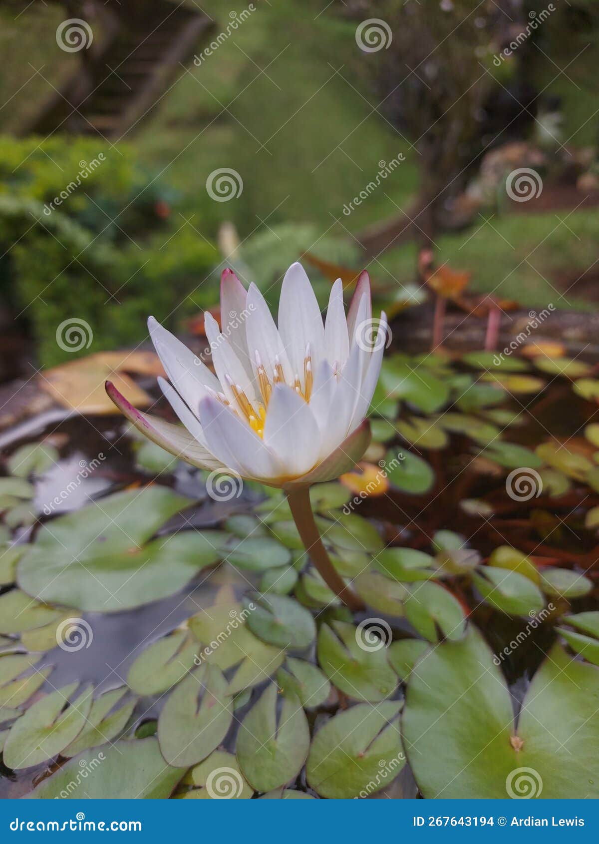 Wild lotus plant stock photo. Image of blossom, green - 267643194
