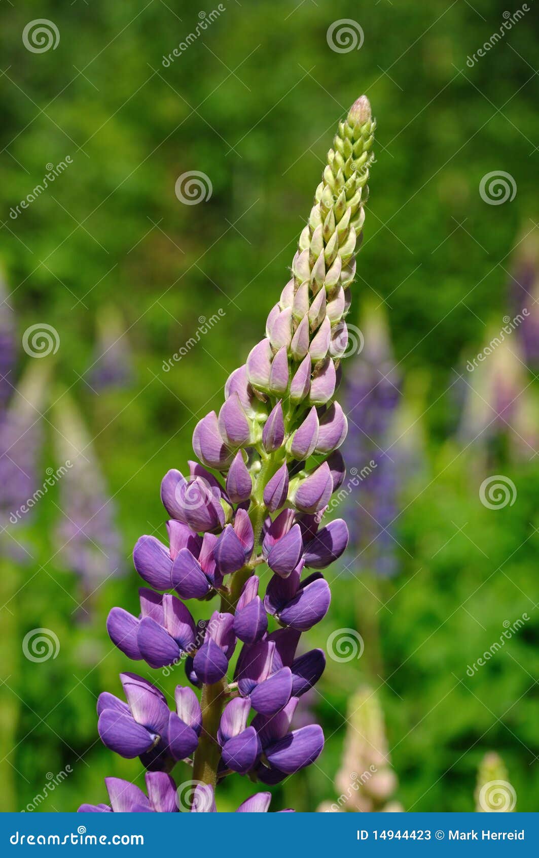 Wild Lupine stock image. Image of botany, lupin, beet - 14944423