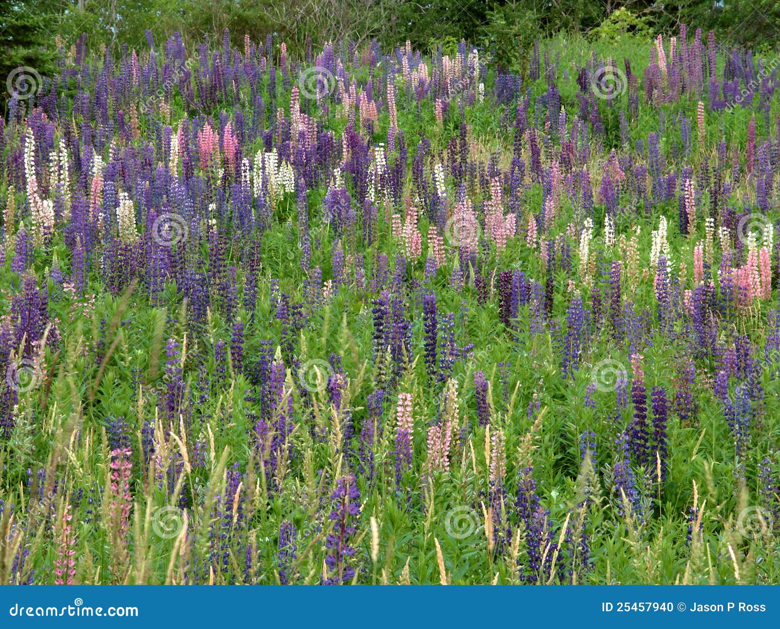 Wild Lupine Background stock photo. Image of parkland - 25457940