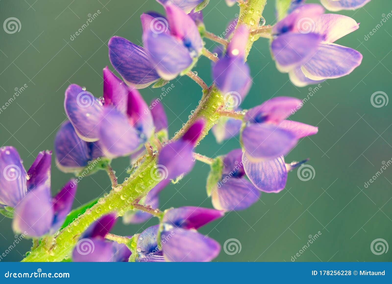 Wild Lupine Flower, Macro Natural Herbs, Herbal Extract Stock Photo ...