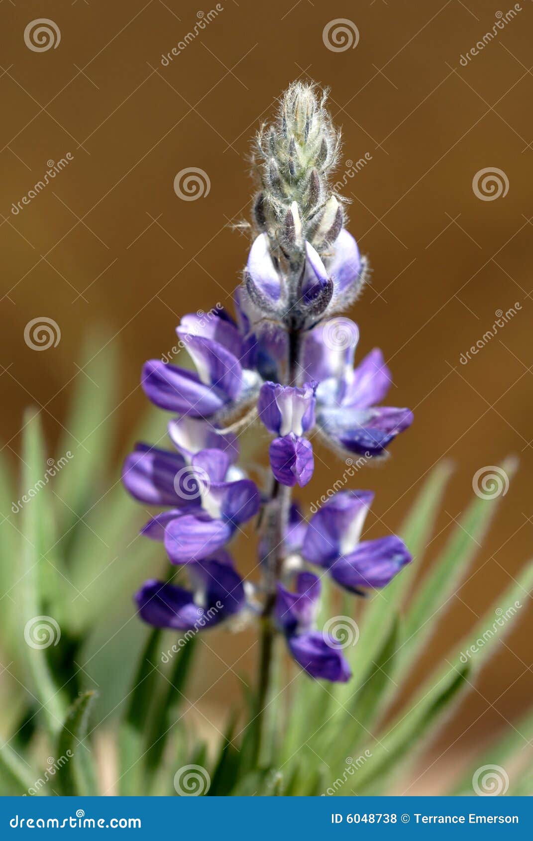 Luping Stock Photos - Free & Royalty-Free Stock Photos from Dreamstime