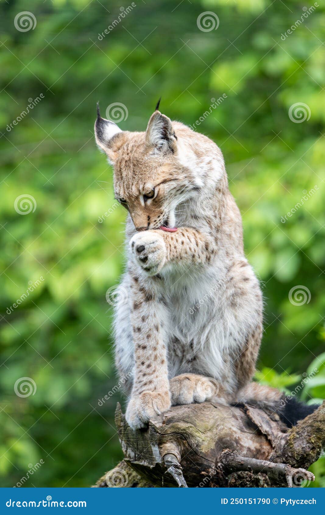 Wild Lynx in Natural Habitat Stock Photo - Image of wildlife, creature ...