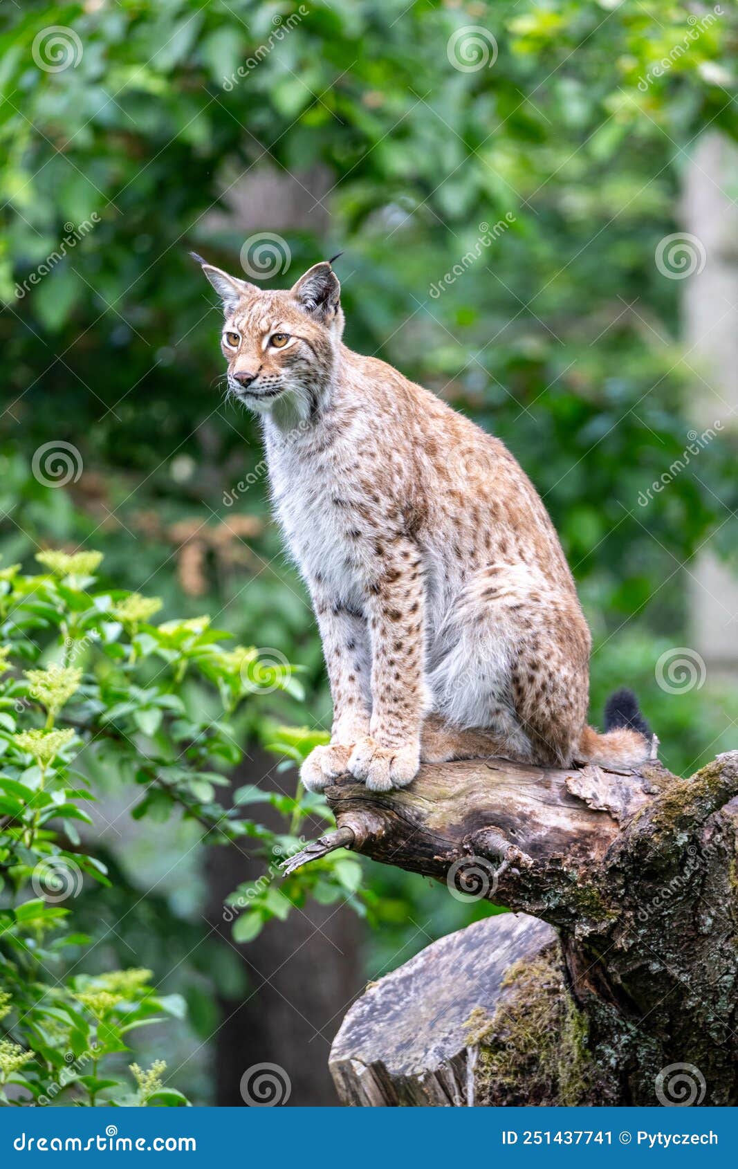 Wild Lynx in Natural Habitat Stock Image - Image of beast, wildcat ...