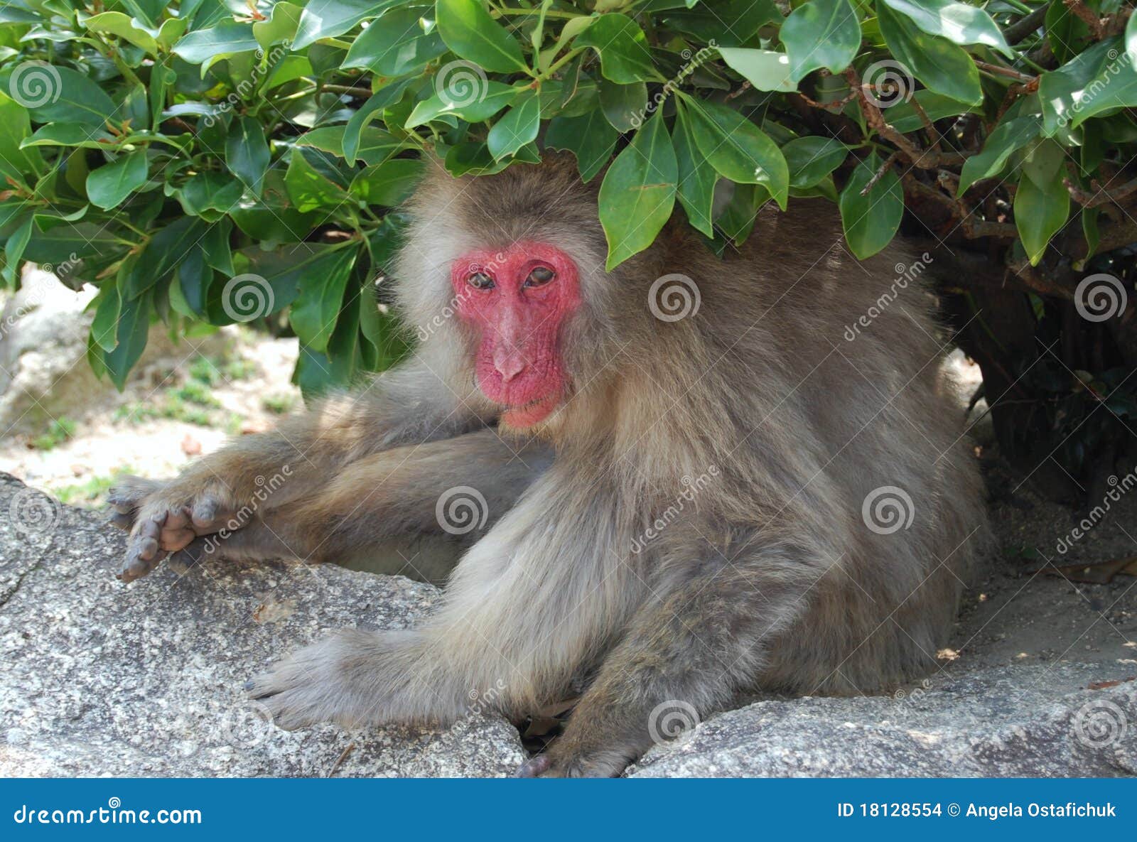 Wild Macaque Monkey stock photo. Image of hiding, wildlife - 18128554