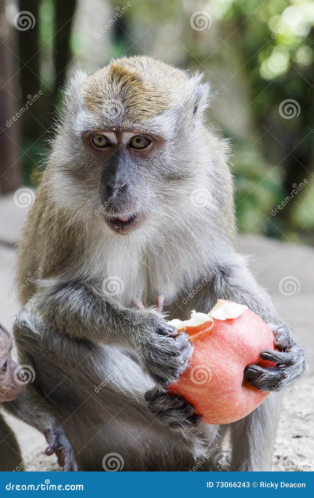 Wild Macaque Monkey with Apple Stock Image - Image of malaysia ...