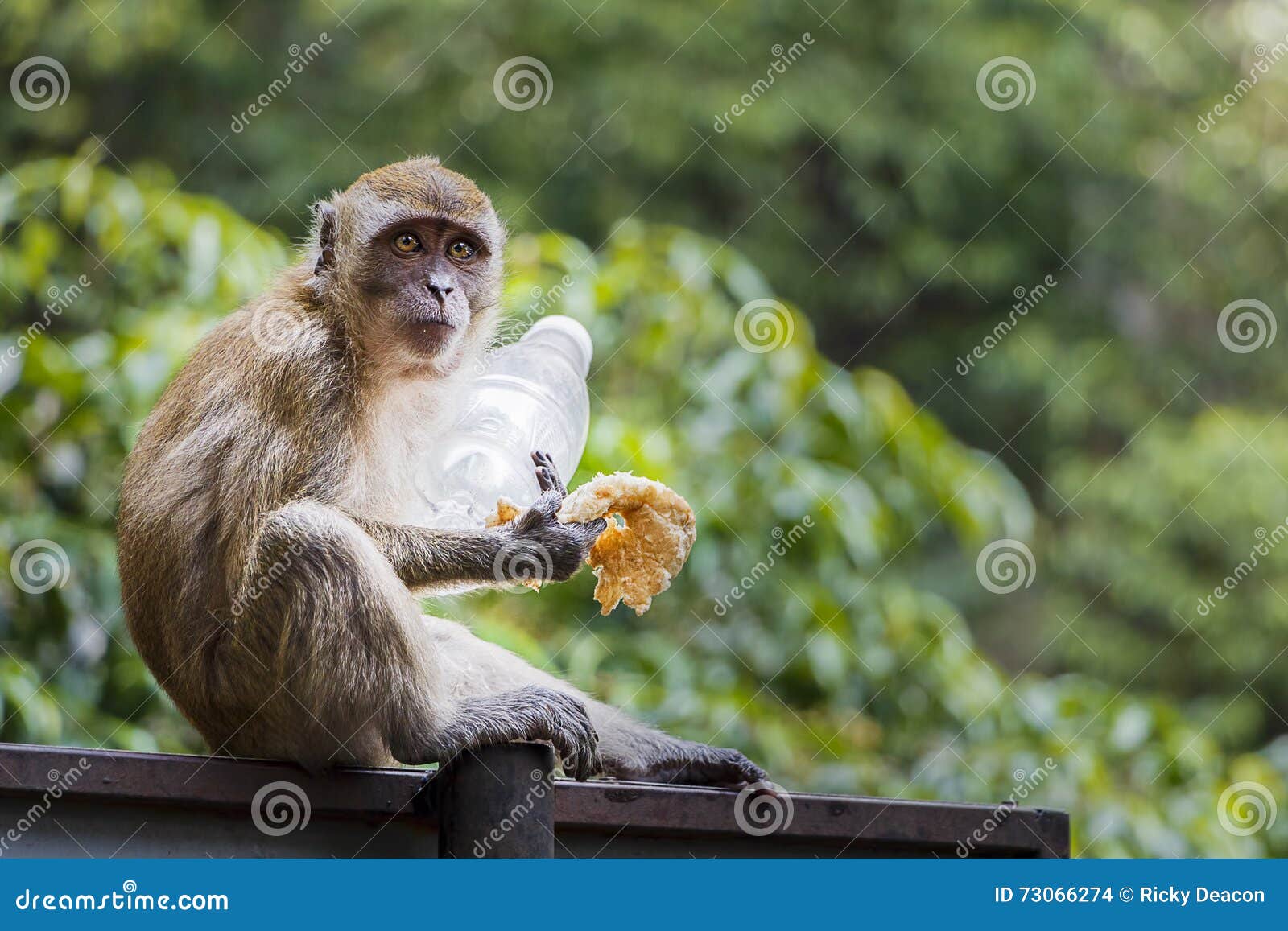 Wild Macaque Monkey with Food Stock Photo - Image of macaque, caves ...