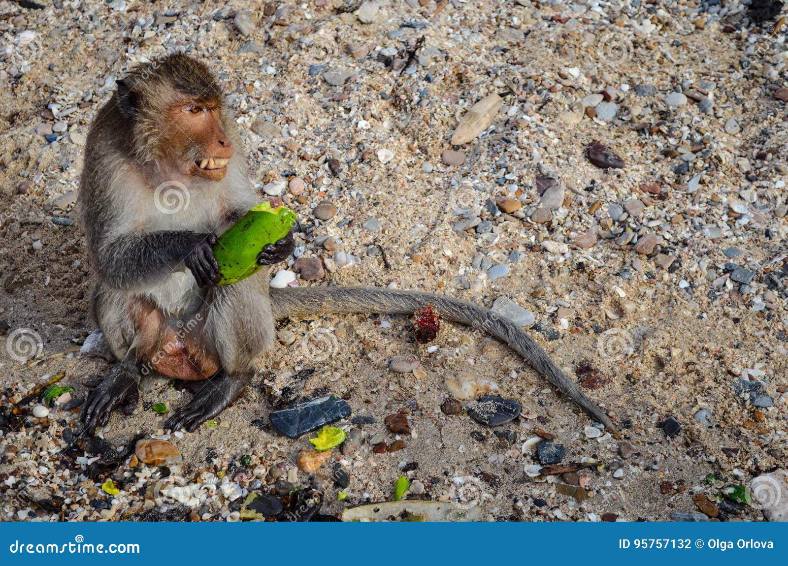 Wild macaque stock photo. Image of nature, jungle, expression - 95757132