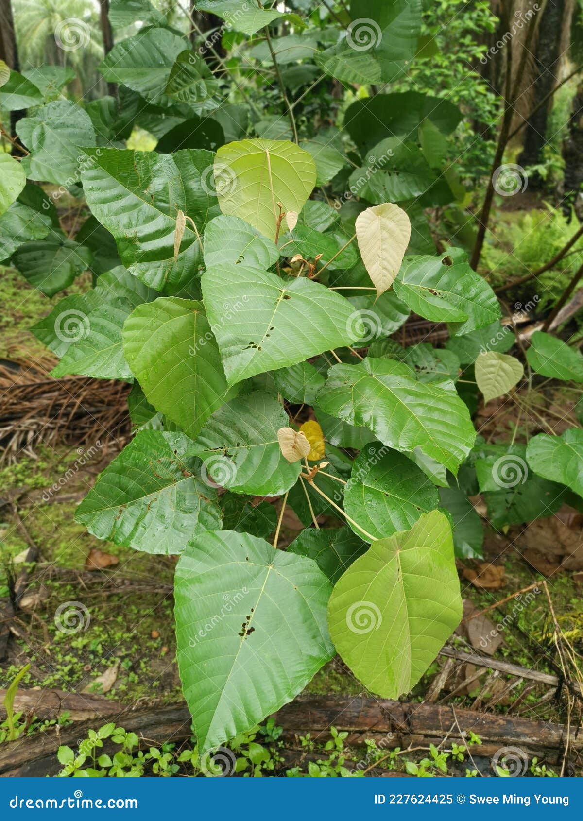 Wild Macaranga Tanarius Tree Plant in the Plantation. Stock Image ...