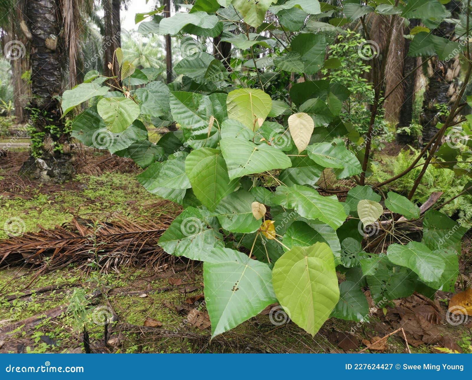 Wild Macaranga Tanarius Tree Plant in the Plantation. Stock Image ...