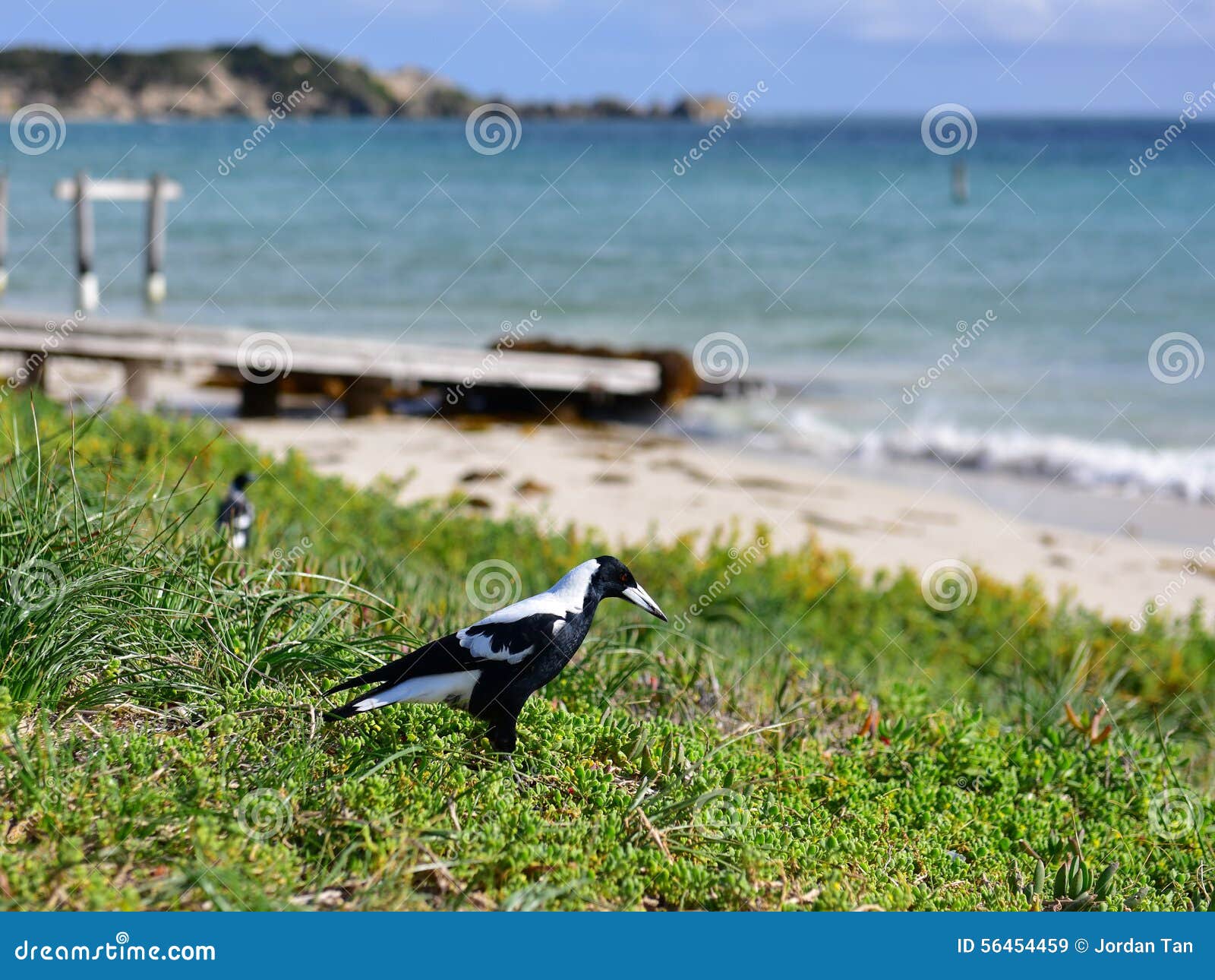 Wild magpie stock image. Image of specie, animal, beach - 56454459