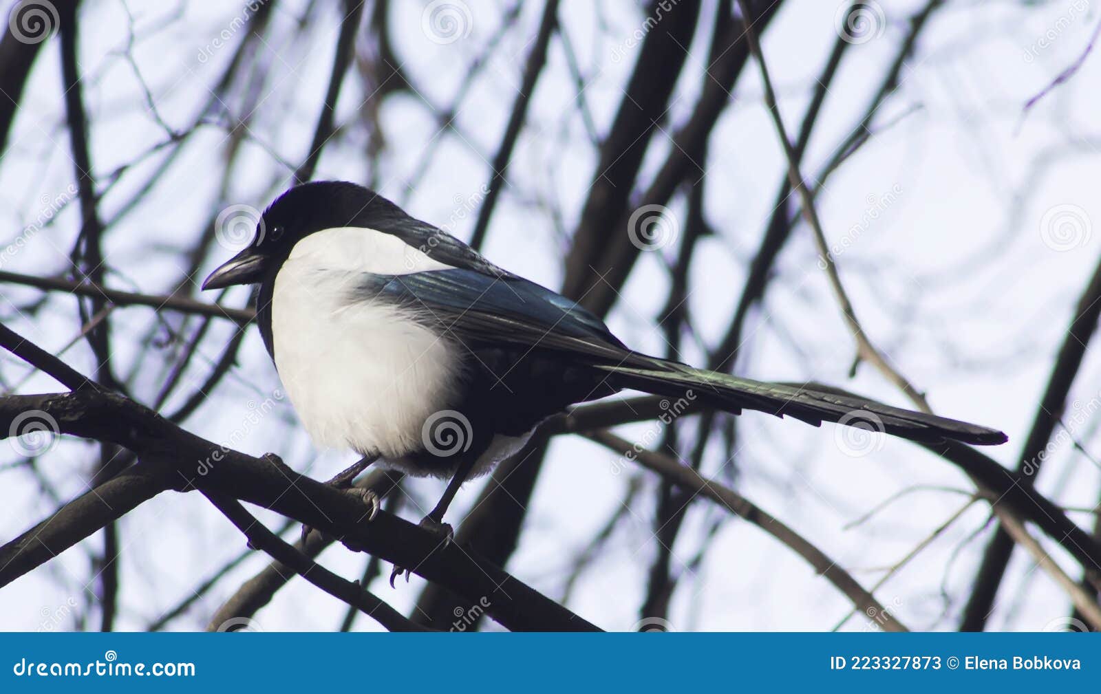 A Wild Magpie Bird is Sitting on a Branch. Stock Image - Image of tail ...