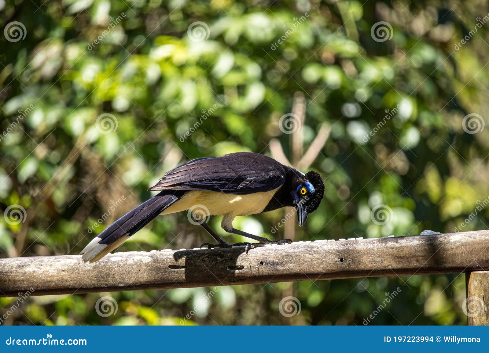 Wild magpie looking camera stock photo. Image of branch - 197223994